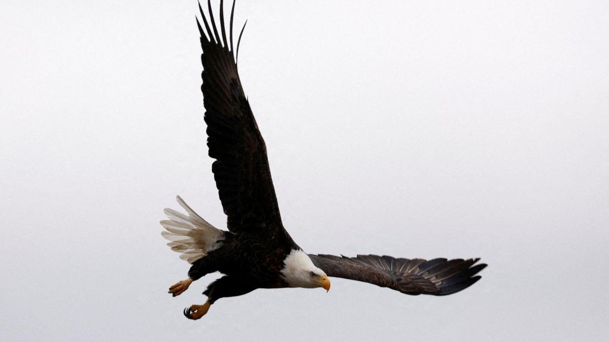 President Biden signs bill to officially declare bald eagle national ...