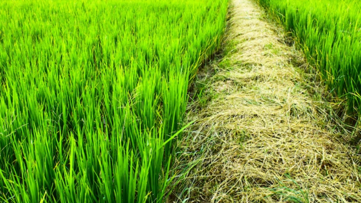 Inter-cropping of floriculture with rice to boost farmers' income ...