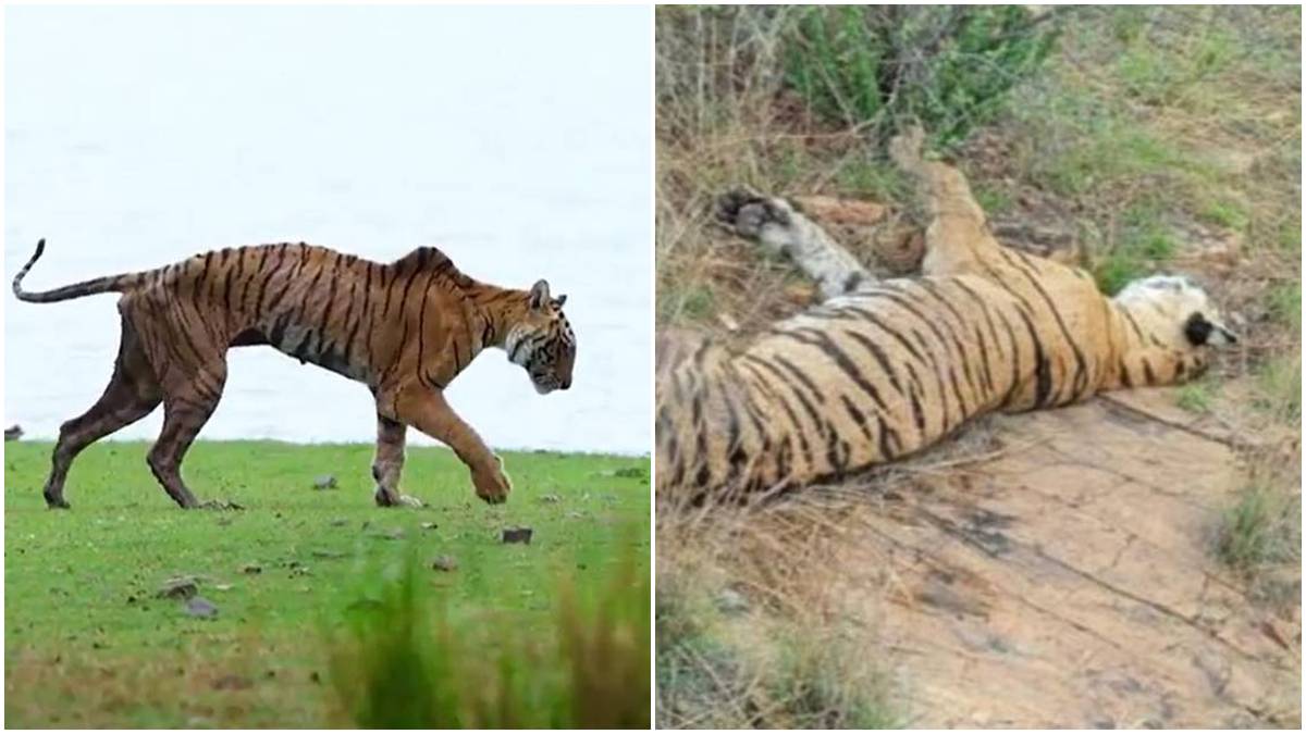 Ranthambore’s iconic tigress Arrowhead dies at 14; final walk captured ...